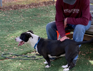 APS of Durham Pet of the Week: Honey Ham - Southpoint Access