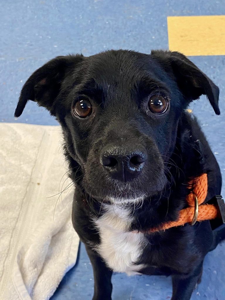 APS of Durham Pet of the Week: Moe - Southpoint Access