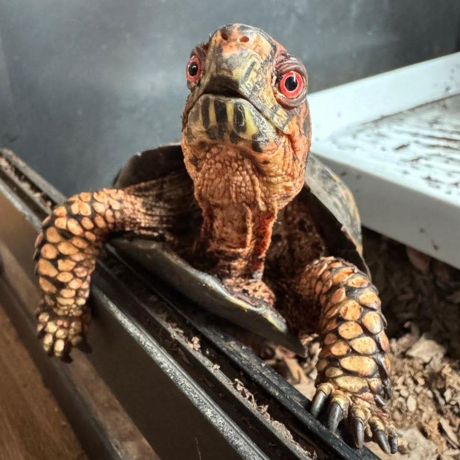 Shell-A-Brate World Turtle Day on Thursday - Southpoint Access